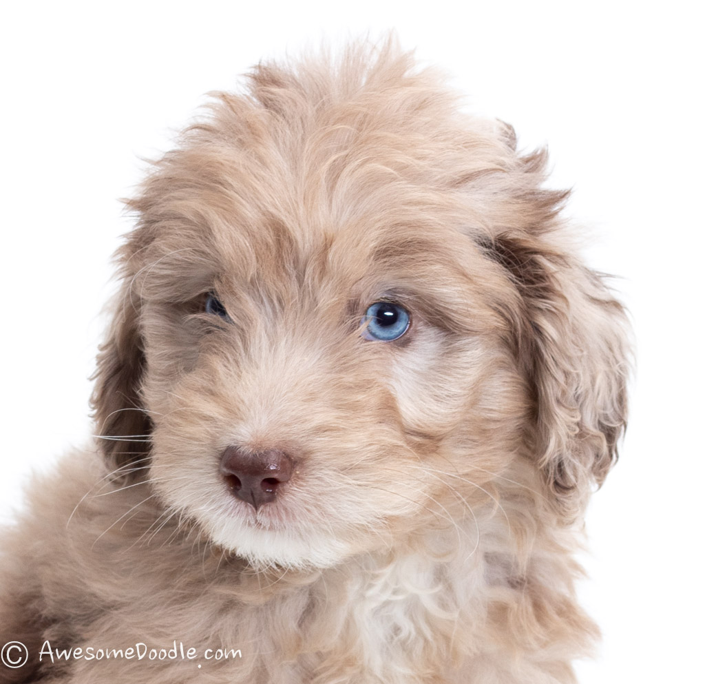 Maggie, Our Pets at AwesomeDoodle