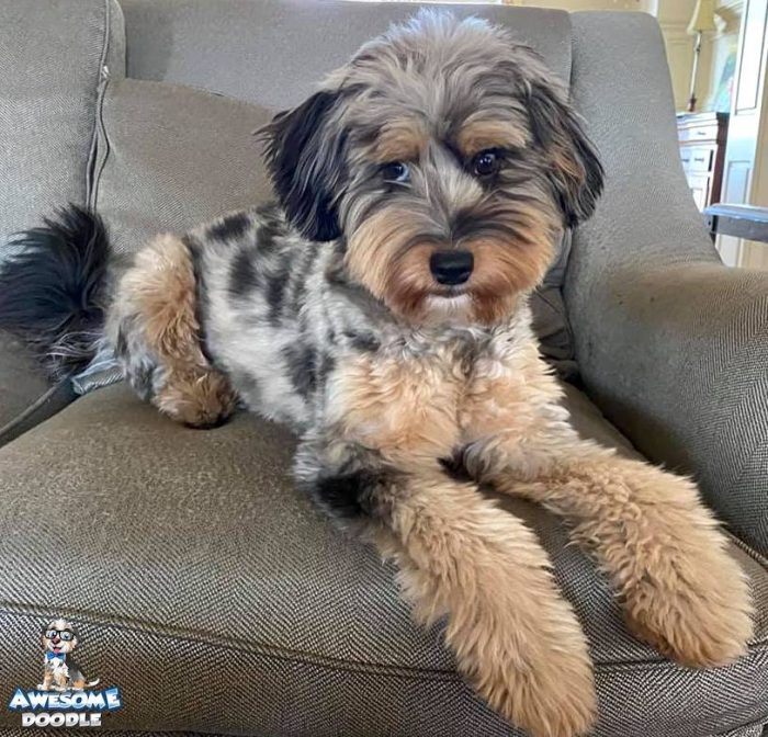 Juno's super Cute AussieDoodles in Louisville, KY