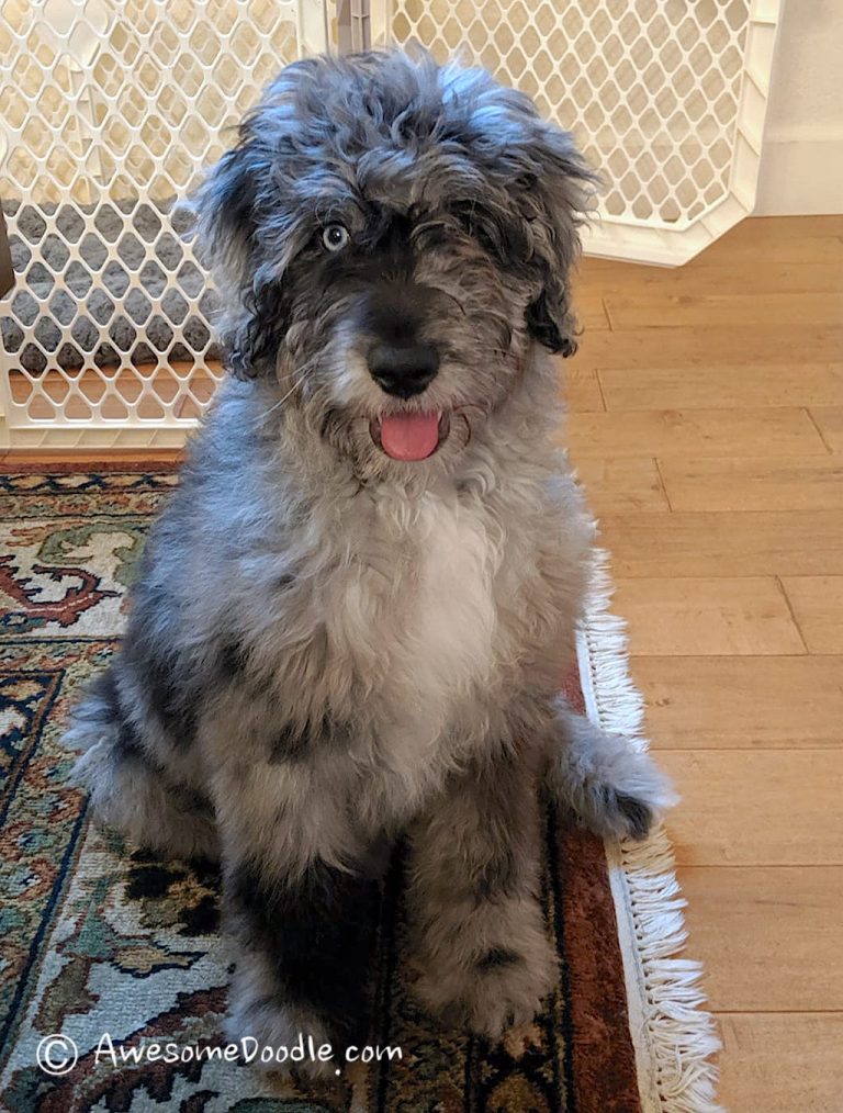 Blue Merle AussieDoodle Archives - AwesomeDoodle