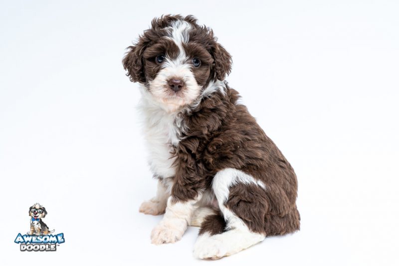 Phantom Blue Merle AussieDoodle Archives - AwesomeDoodle