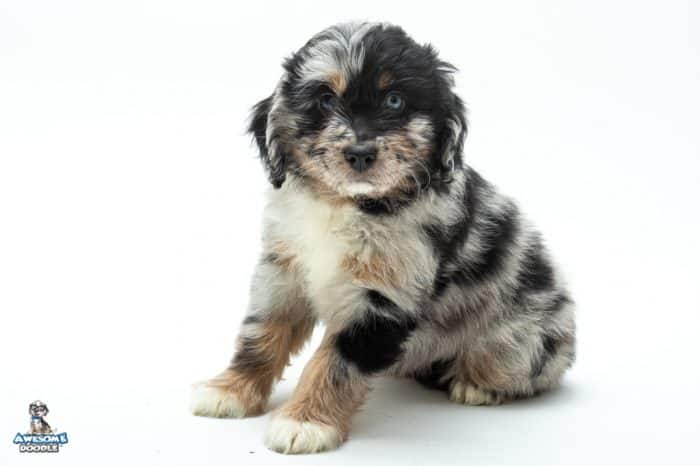 Phantom Blue Merle AussieDoodle Archives - AwesomeDoodle