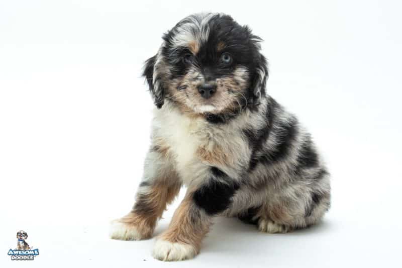 Blue Merle w/White BerneDoodle Archives - AwesomeDoodle