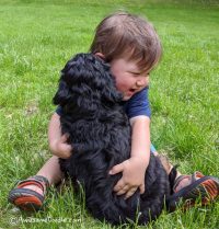 The Doodle Smile Files - New AussieDoodle Owners AwesomeDoodle