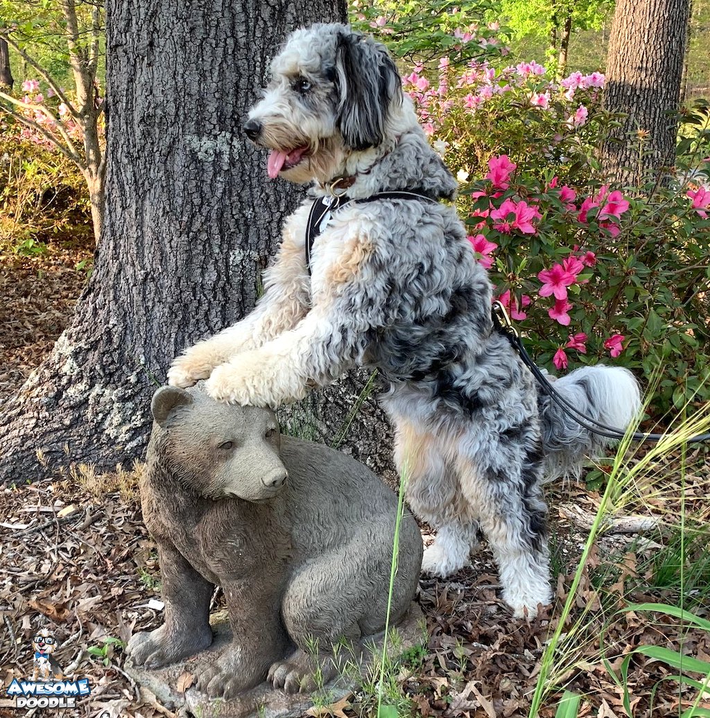 The Cutest Photos of Adult Mini AussieDoodles - AwesomeDoodle