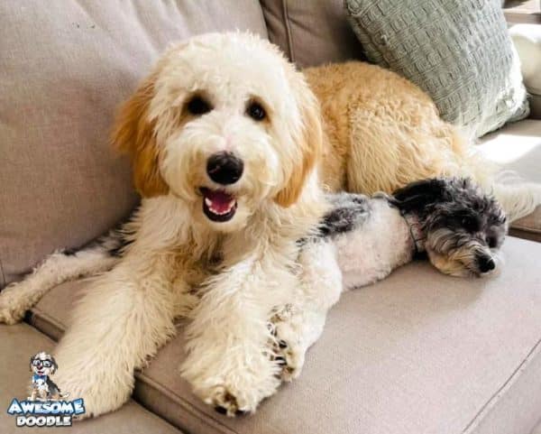 Apricot Bi-Color BerneDoodle Archives - AwesomeDoodle