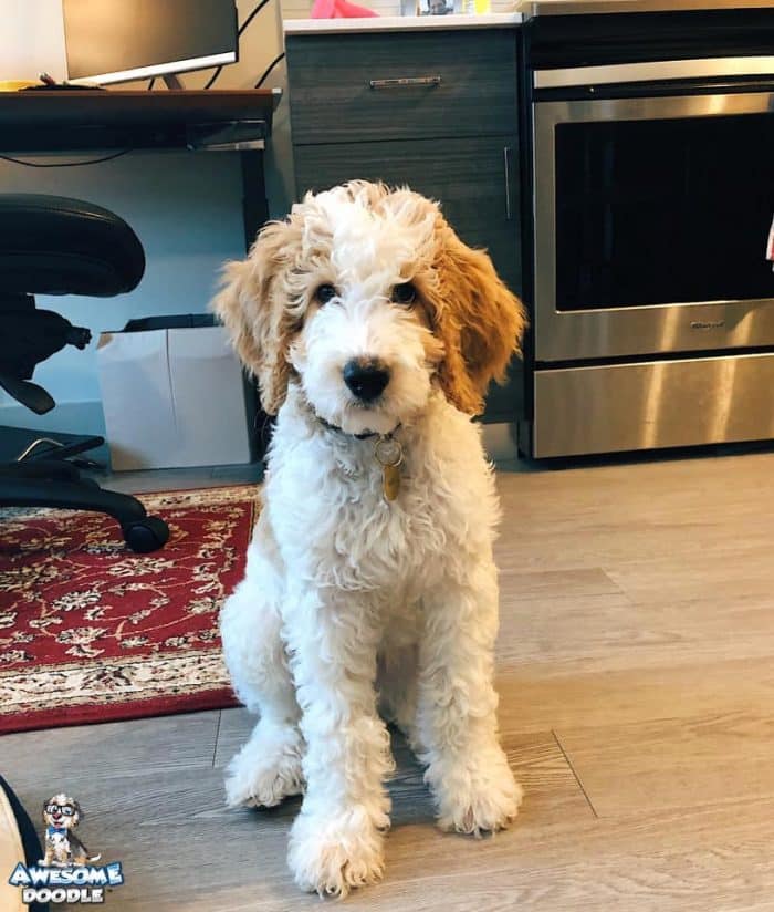 Apricot Bi-Color BerneDoodle Archives - AwesomeDoodle