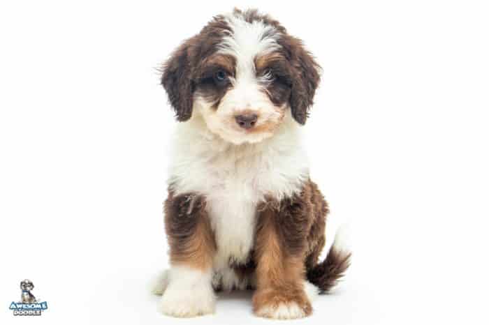 Phantom Blue Merle AussieDoodle Archives - AwesomeDoodle