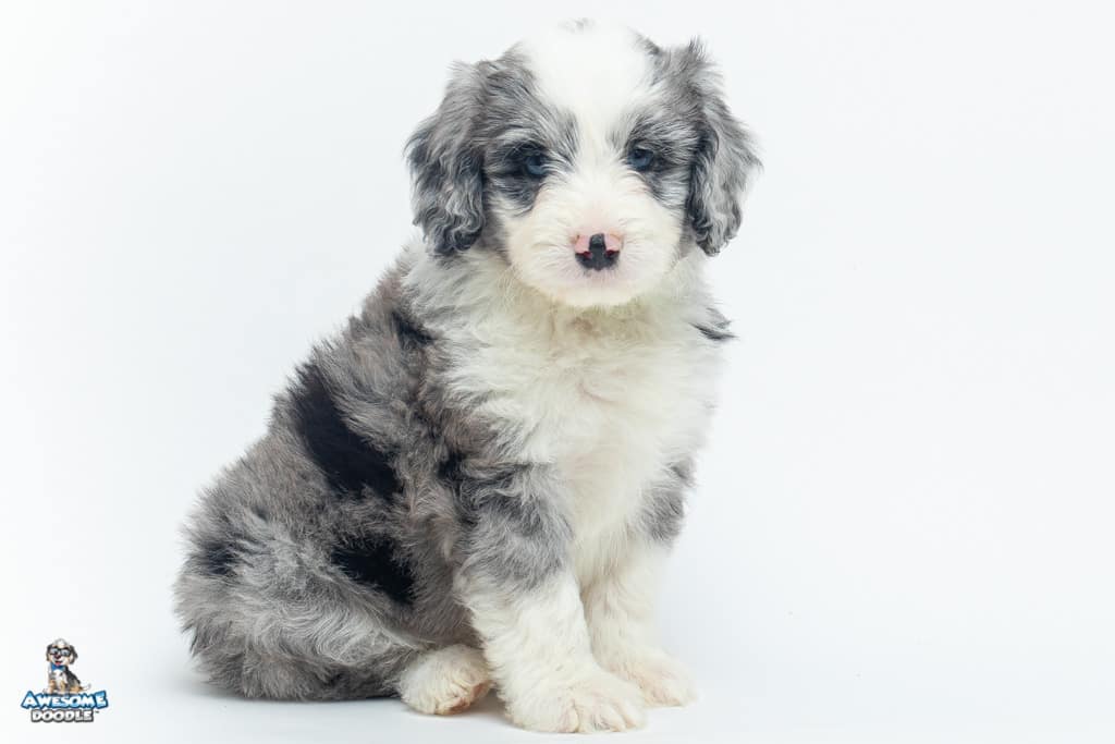 Phantom Blue Merle AussieDoodle Archives - AwesomeDoodle