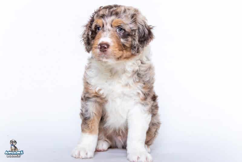 Black Tri-Color BerneDoodle Archives - AwesomeDoodle