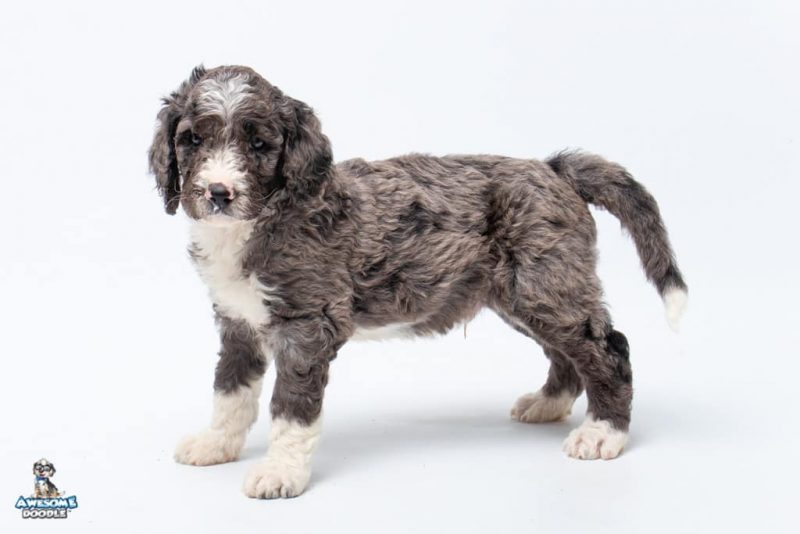Coat Colors of AussieDoodles and BerneDoodles