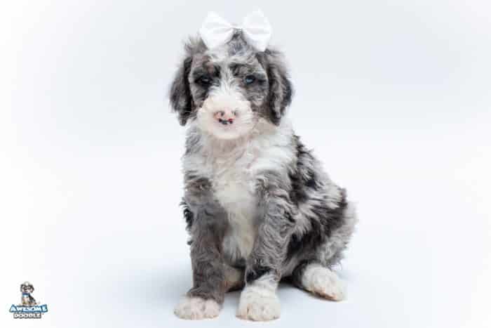 Blue Merle w/White BerneDoodle Archives - AwesomeDoodle