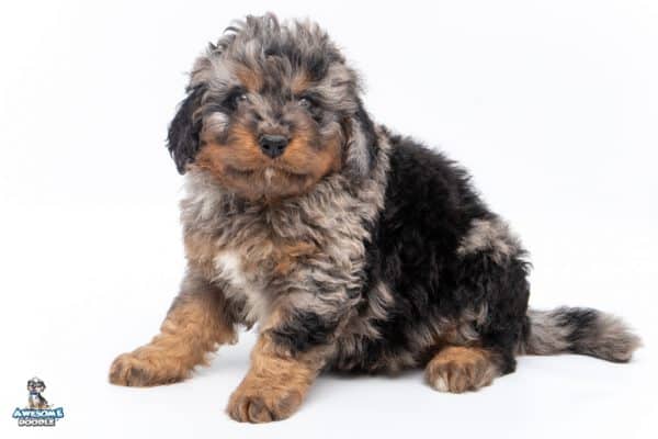 Phantom Blue Merle BerneDoodle Archives - AwesomeDoodle