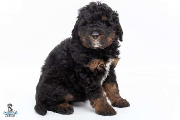 BerneDoodle Puppies - AwesomeDoodle