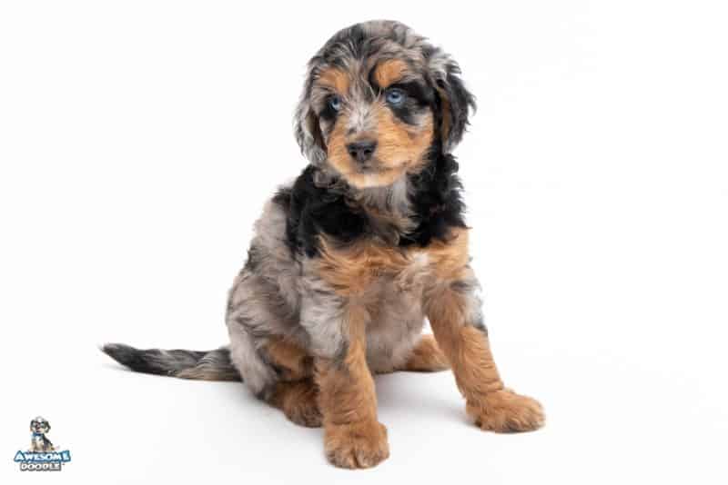 Phantom Blue Merle AussieDoodle Archives - AwesomeDoodle