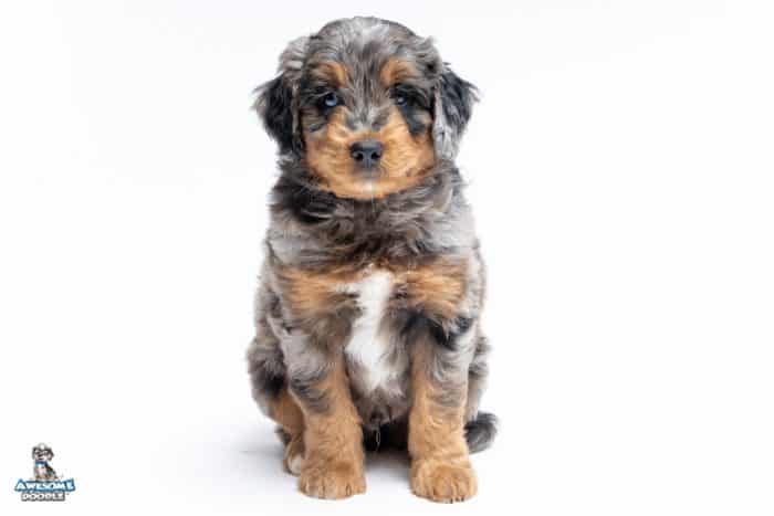 Phantom Blue Merle AussieDoodle Archives - AwesomeDoodle