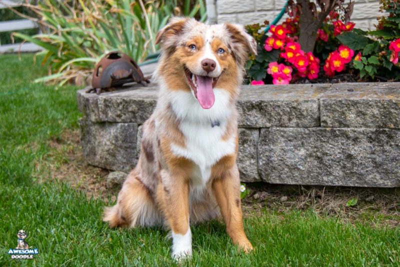 Greycie, Our Pets at AwesomeDoodle