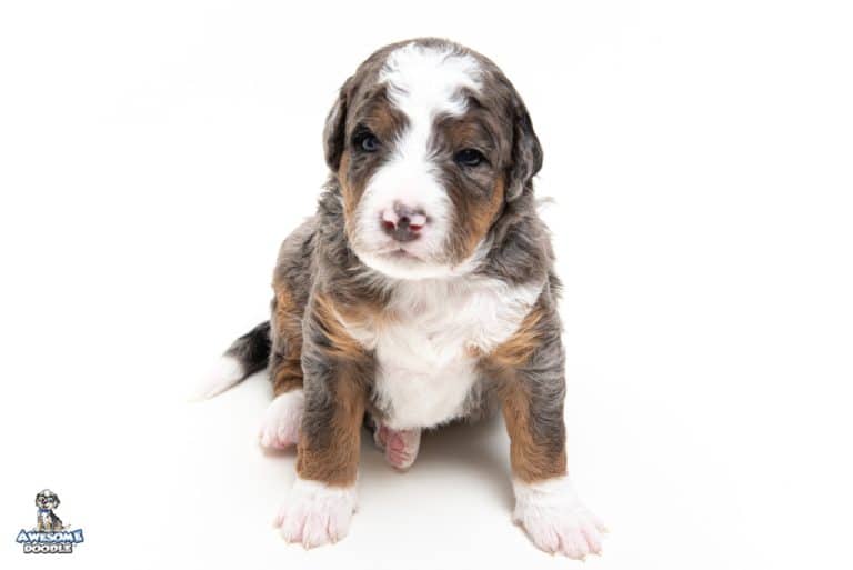 Phantom Blue Merle AussieDoodle Archives - AwesomeDoodle
