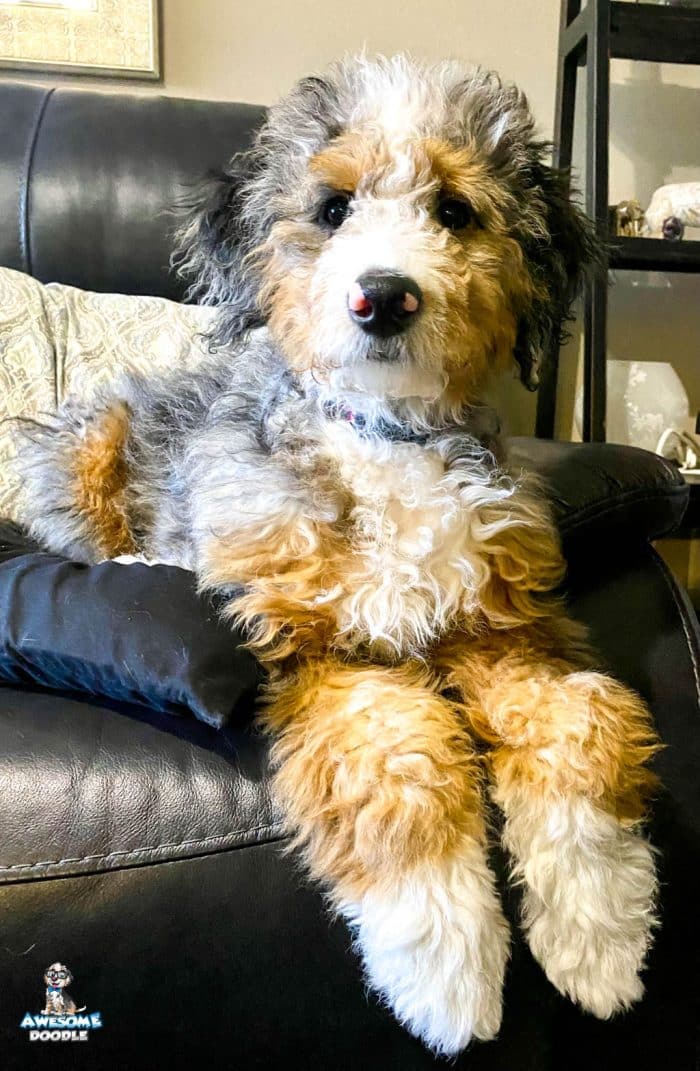 Zuri, Our Pets at AwesomeDoodle