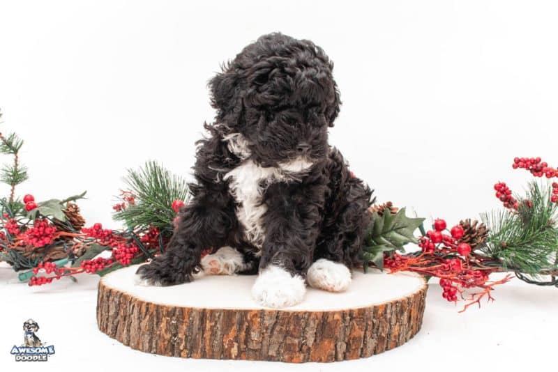 F1b Mini Aussiedoodle Puppy For Sale - Ranger - AwesomeDoodle