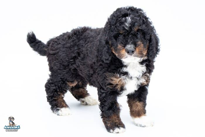 Black Tri-Color BerneDoodle Archives - AwesomeDoodle