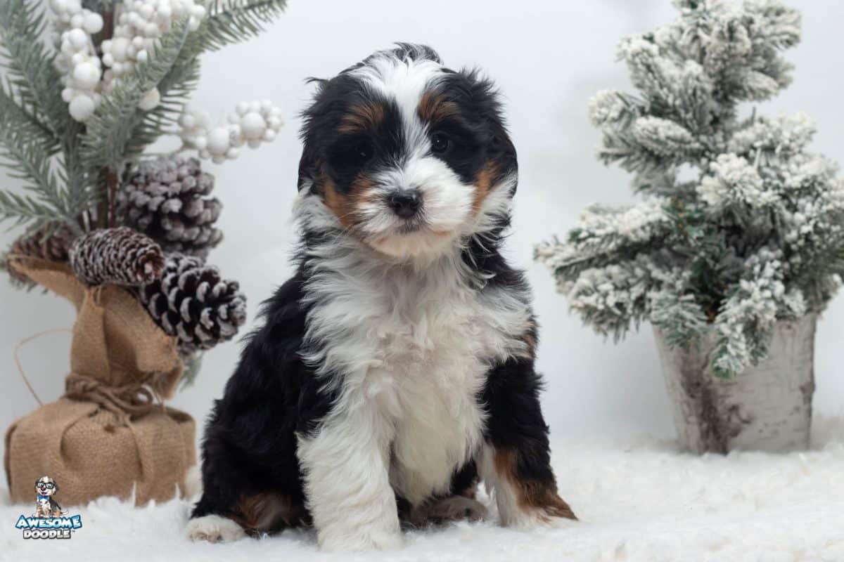 BerneDoodle Puppies - AwesomeDoodle